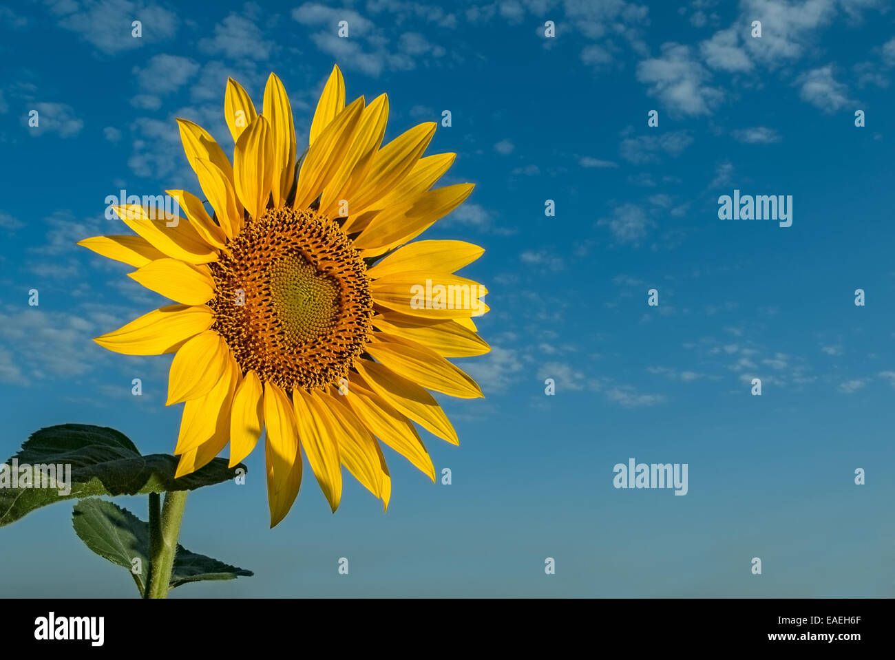 Beautiful bright sunflower green hi-res stock photography and images ...