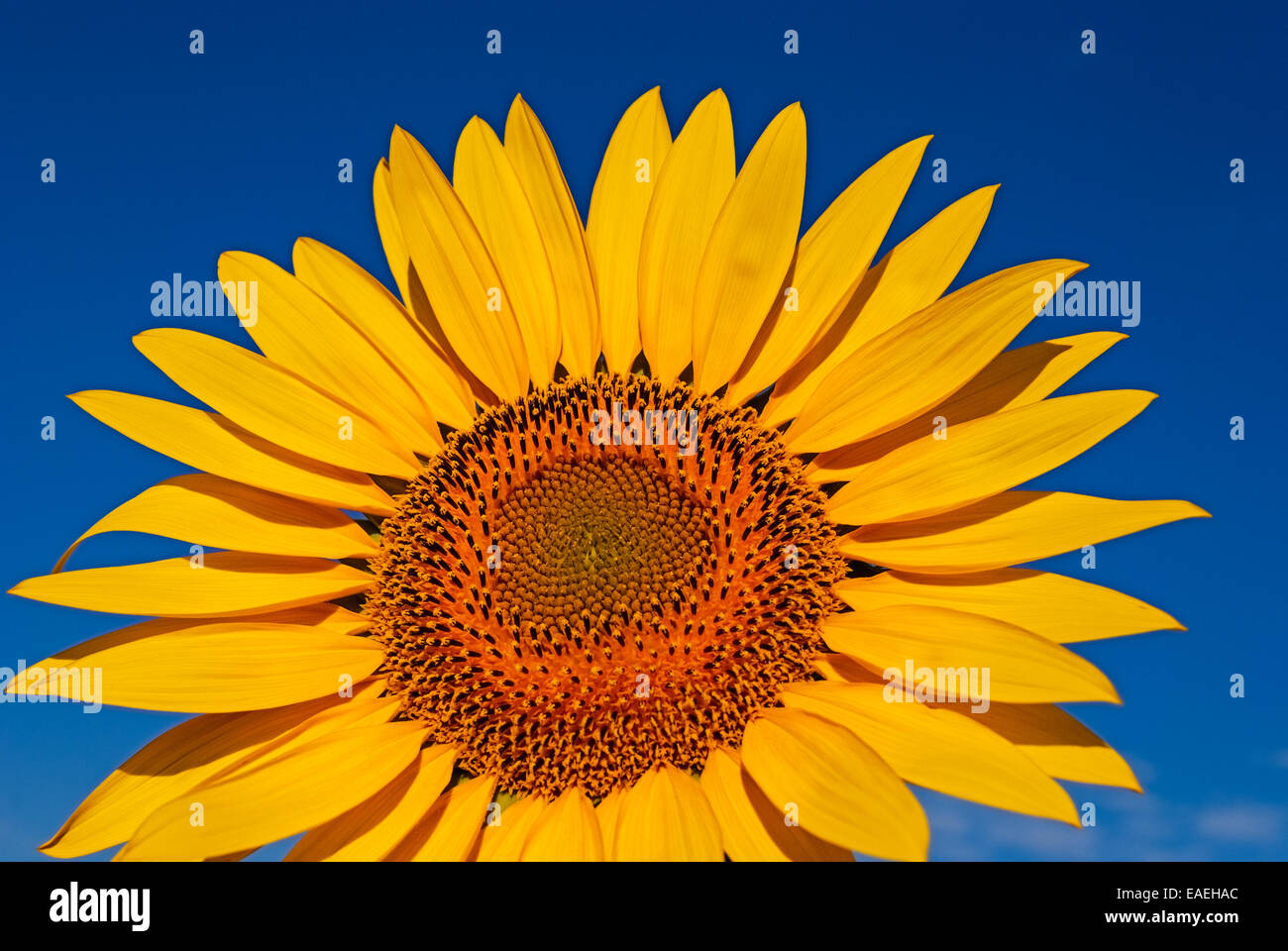 beautiful, bright sunflower against the sky Stock Photo - Alamy