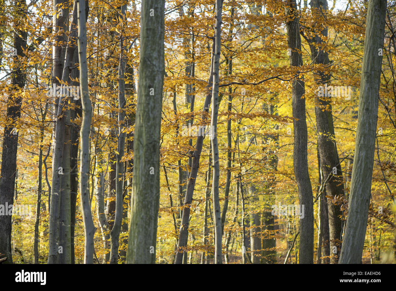 Wienerwald forest, Austria, Vienna, 19. district, Kahlenberg Stock ...