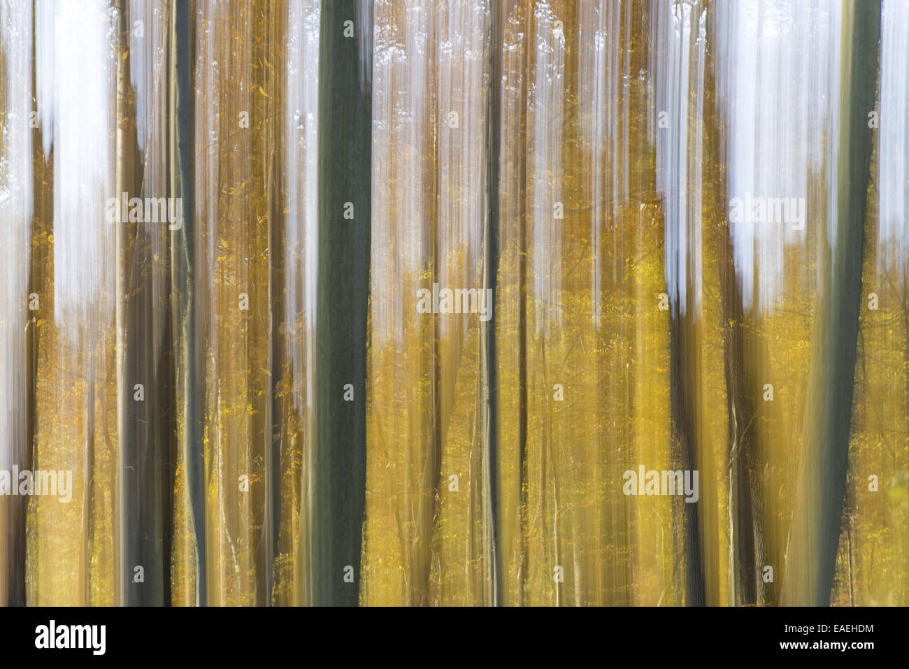 Wienerwald forest, Austria, Vienna, 19. district, Kahlenberg Stock ...