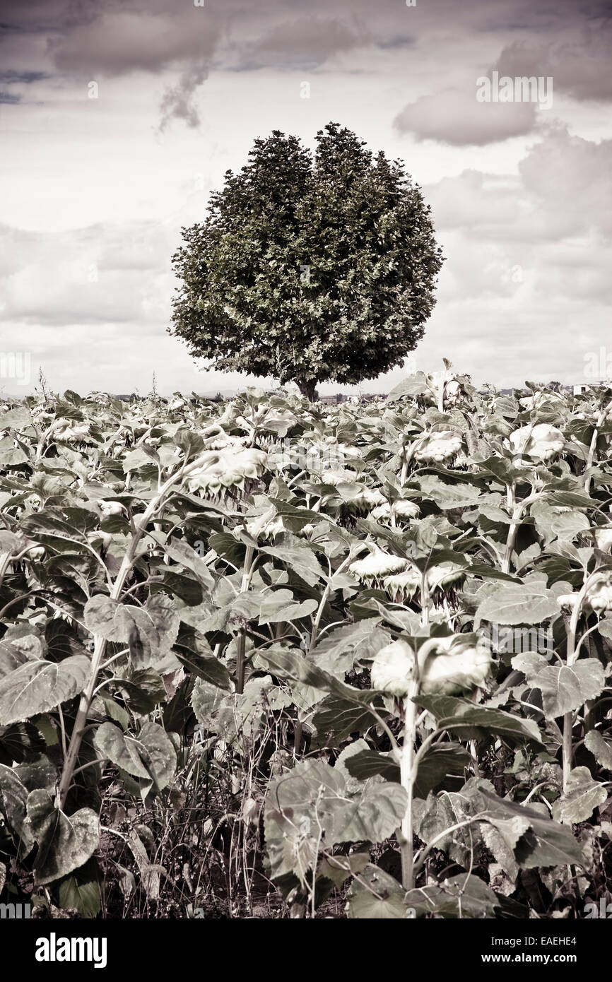 Isolated tree in a sunflowers field before a rainstorm Stock Photo - Alamy