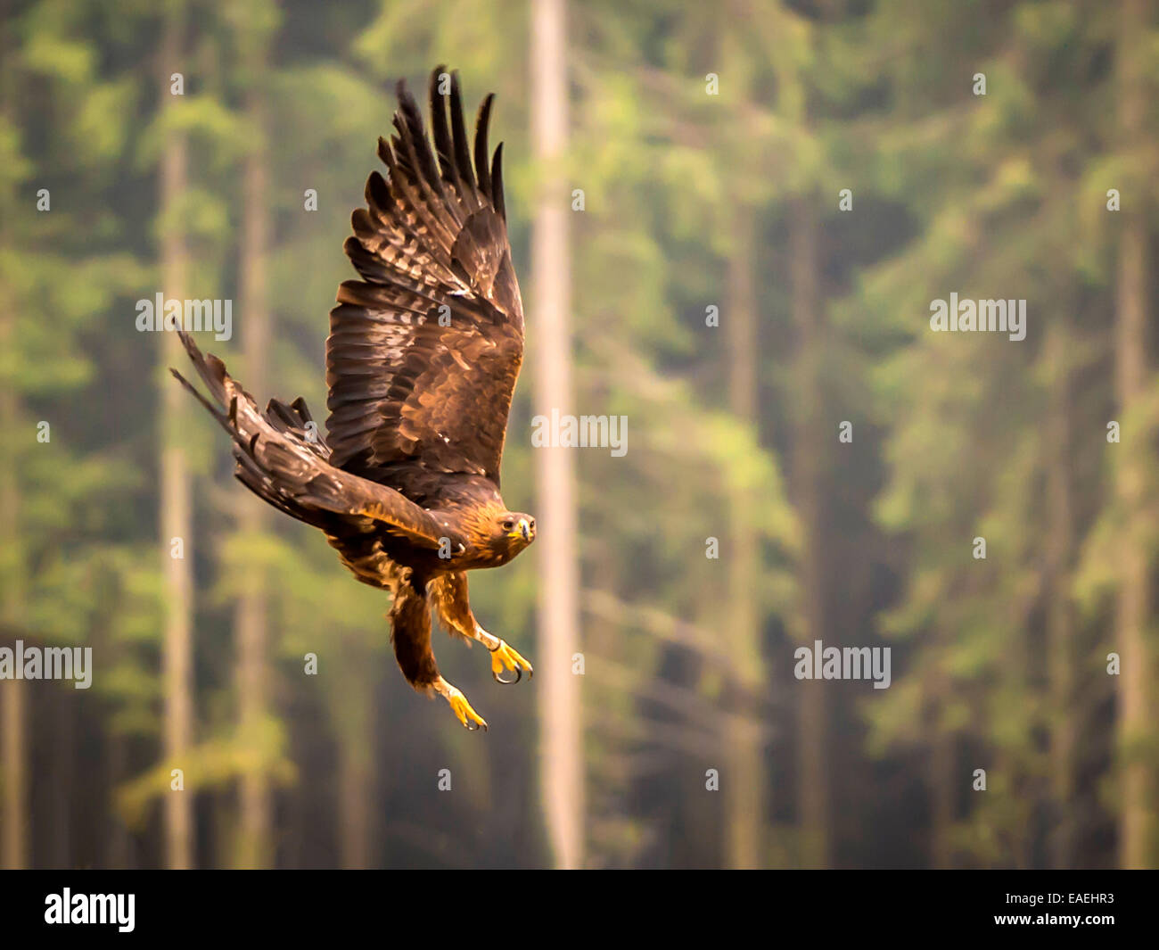 Golden eagle in flight hi-res stock photography and images - Alamy