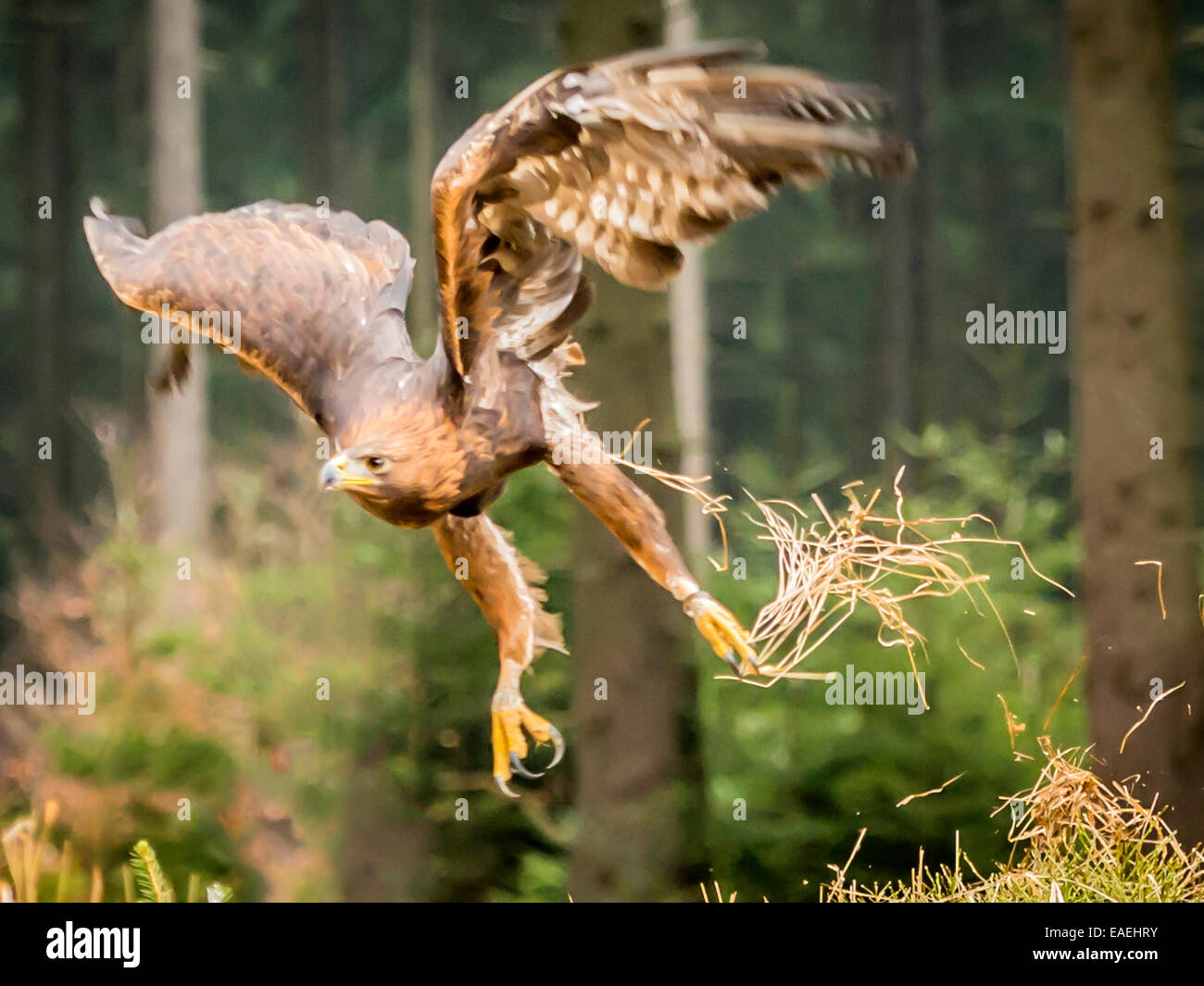 Golden Eagle [Aquila Chrysaetos] in full flight, wings extended upward ...