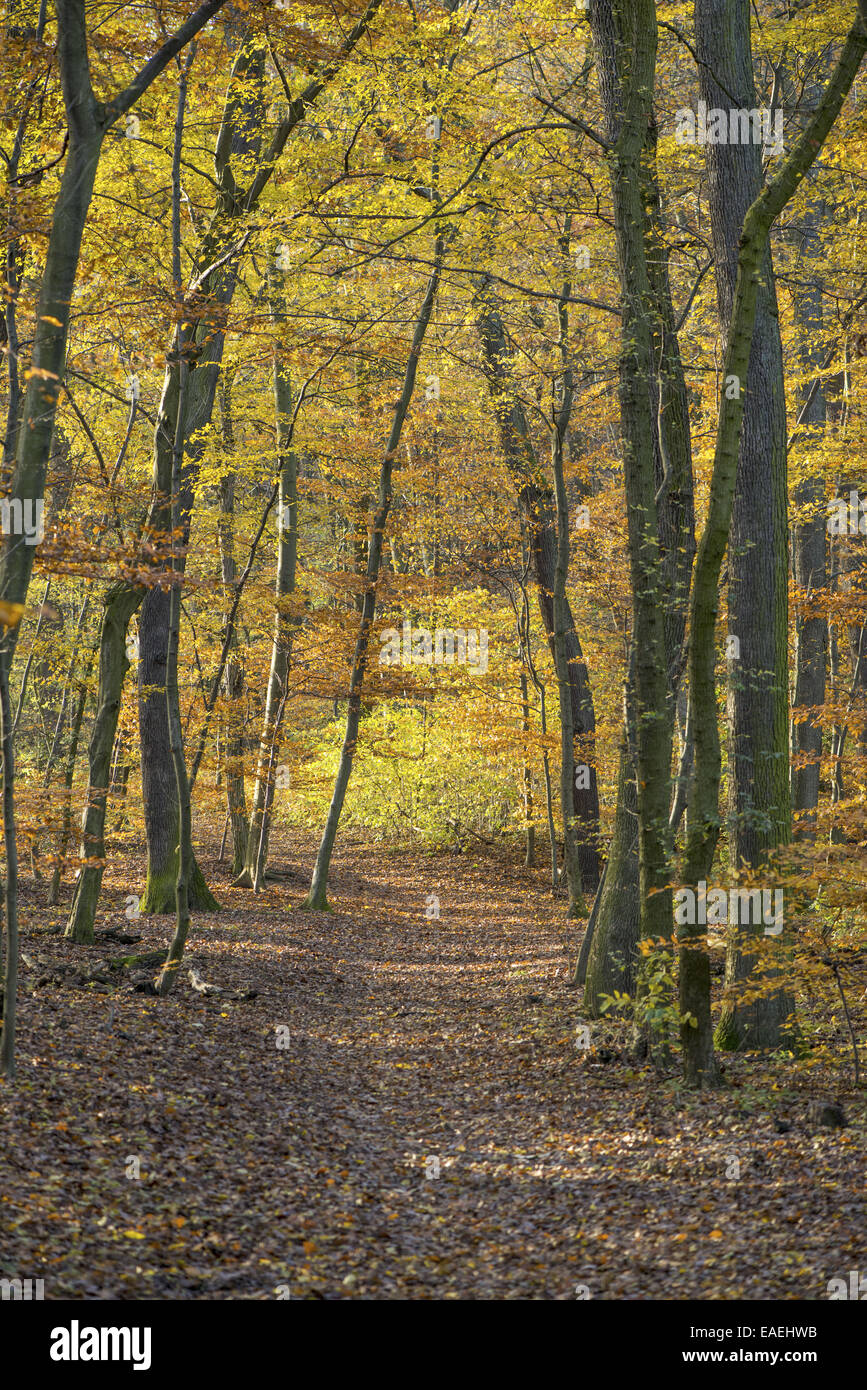 Wienerwald forest, Austria, Vienna, 19. district, Kahlenberg Stock ...