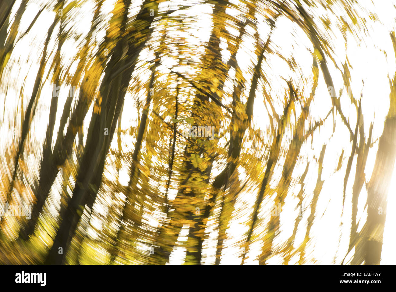 Wienerwald forest, Austria, Vienna, 19. district, Kahlenberg Stock ...