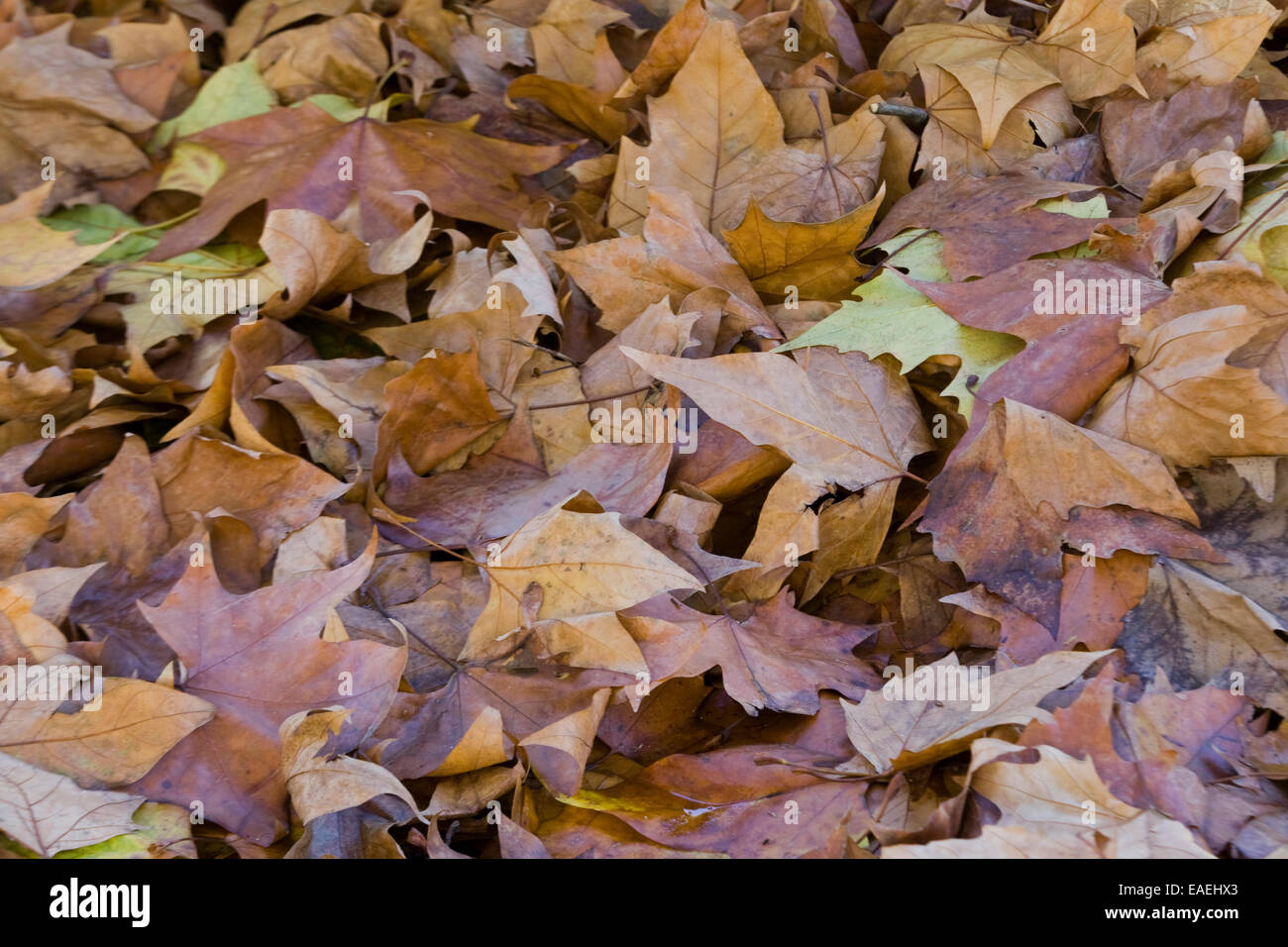 Fallen Autumn Leaves Stock Photo - Alamy