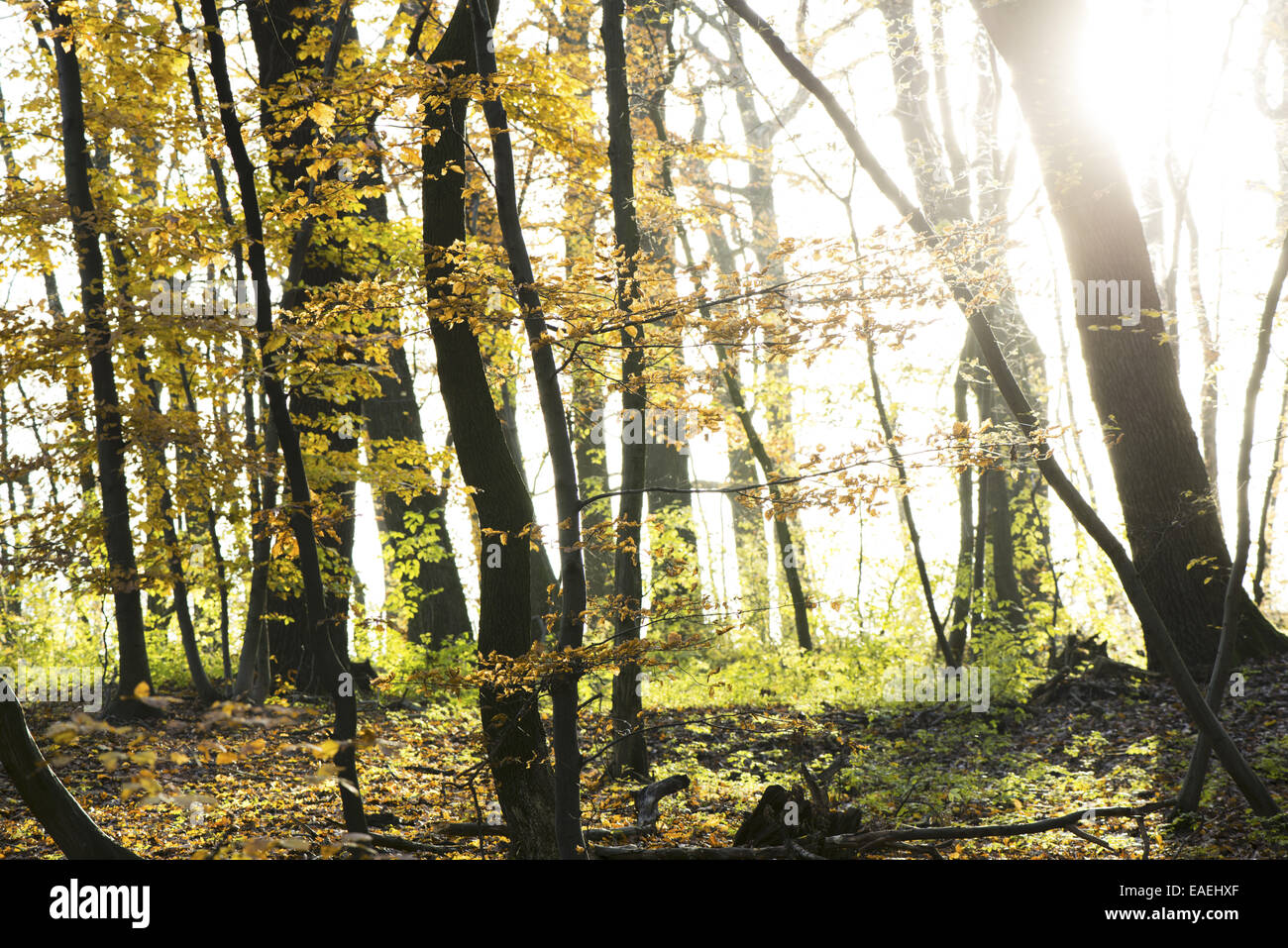 Austria Wienerwald High Resolution Stock Photography and Images - Alamy