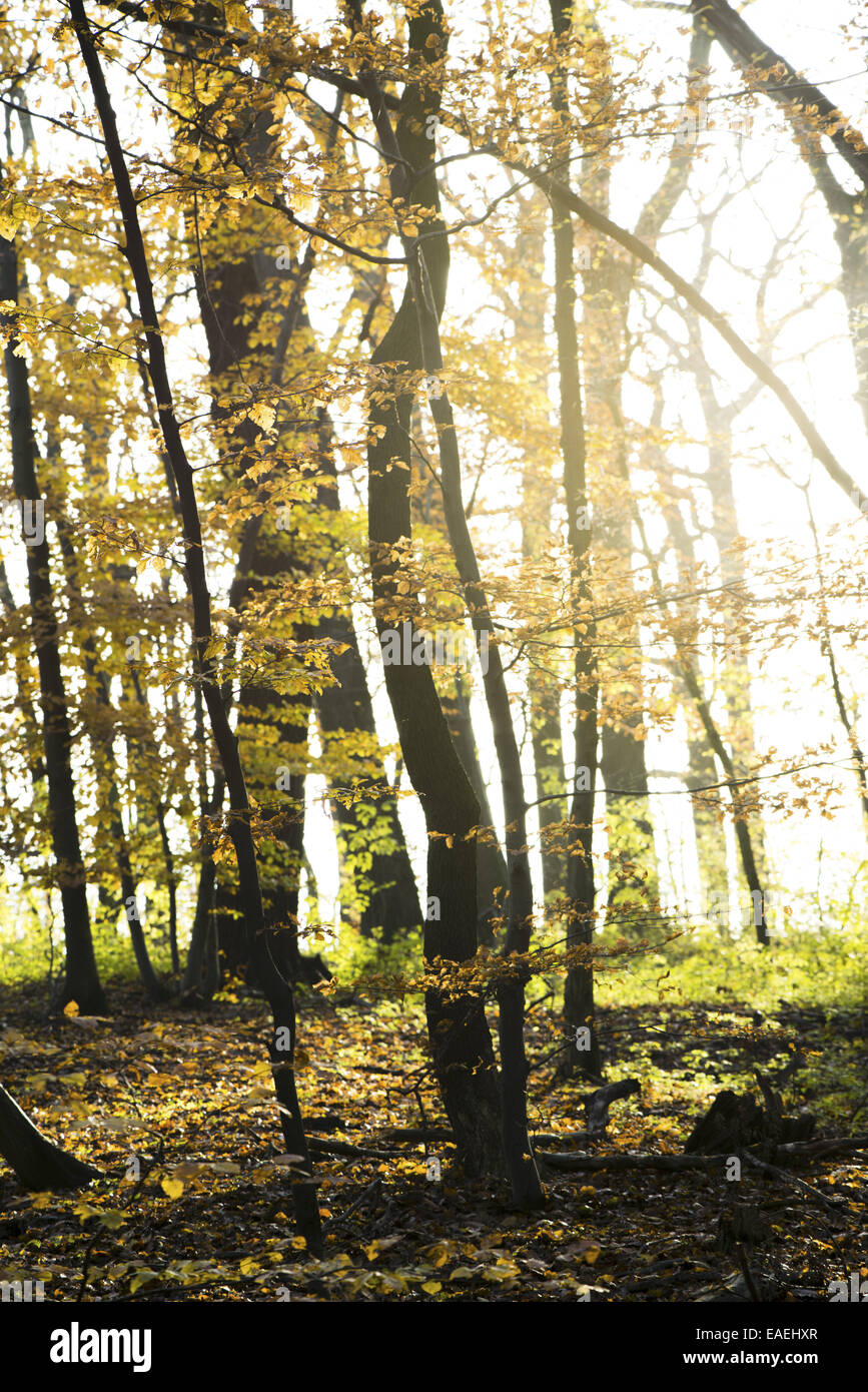 Wienerwald hi-res stock photography and images - Alamy