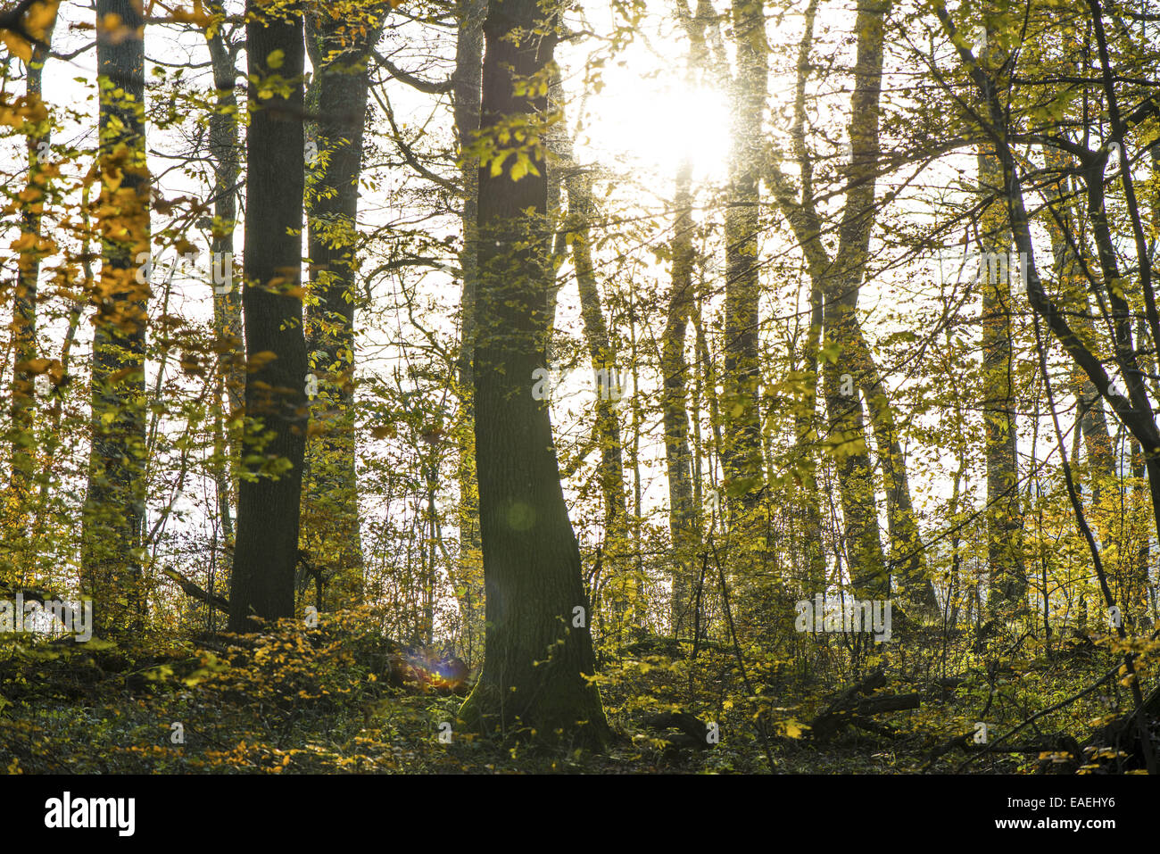 Austria Wienerwald High Resolution Stock Photography and Images - Alamy