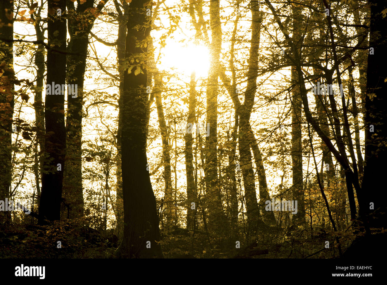 Wienerwald forest, Austria, Vienna, 19. district, Kahlenberg Stock ...