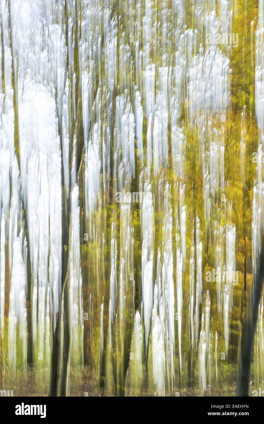 Automnal forest hi-res stock photography and images - Alamy