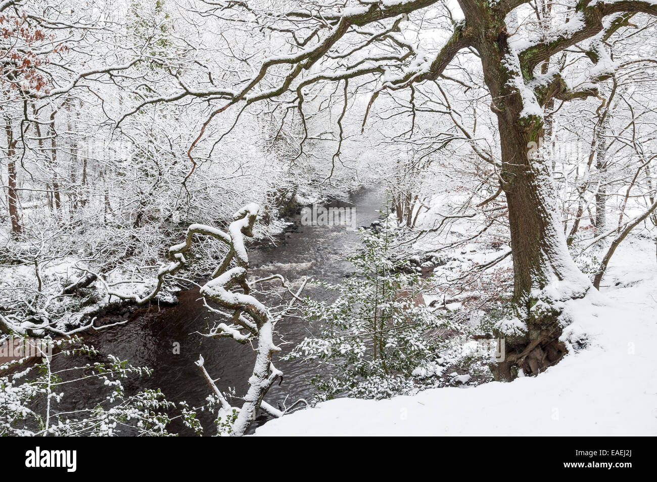 Snow covered branches hanging over the river Etherow Stock Photo - Alamy