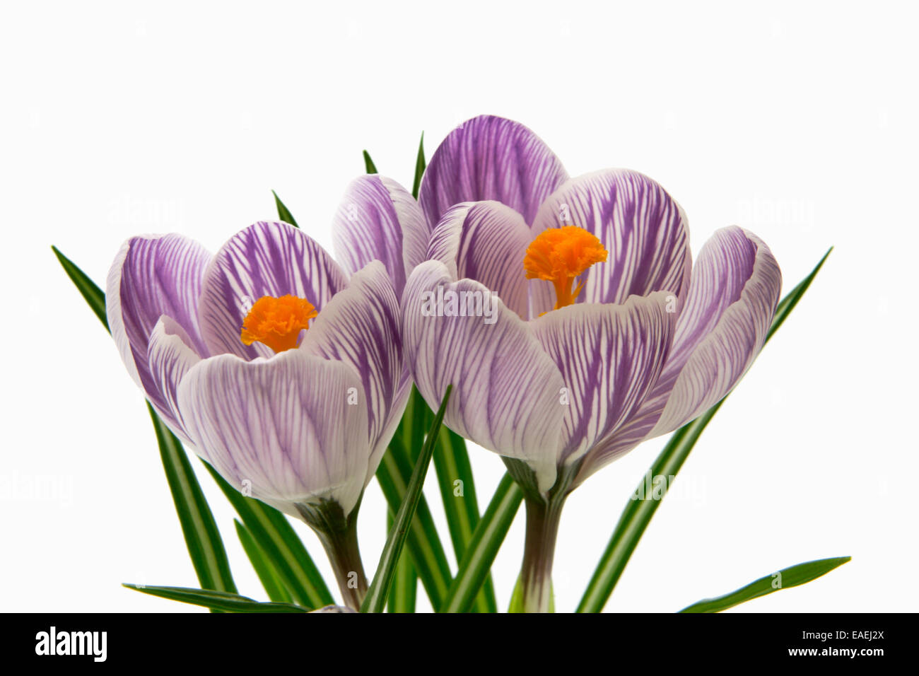 crocus over white background Stock Photo - Alamy