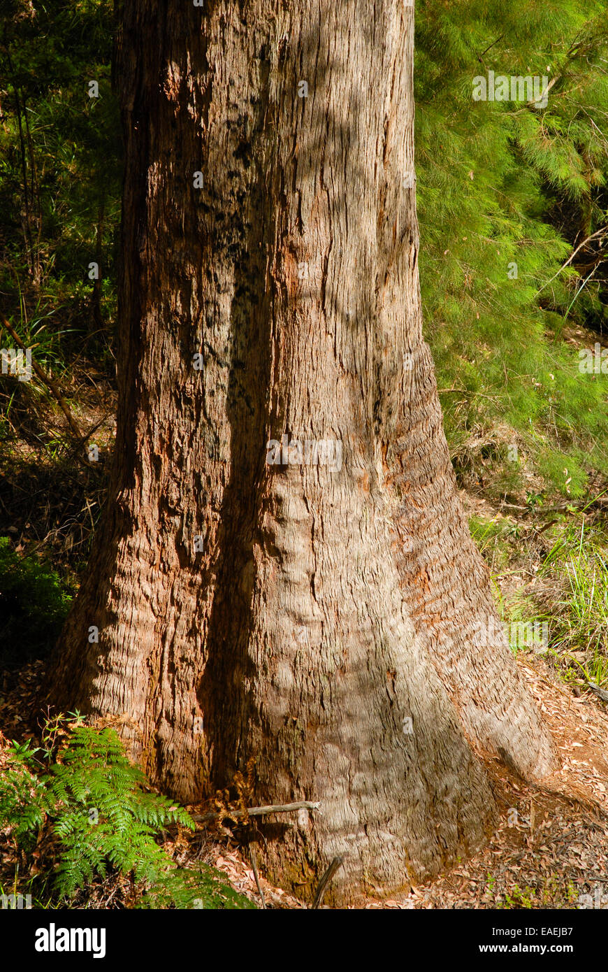 Tingle Trees,Forests,Tingle Tree Top Walk,Southern most tip of ...