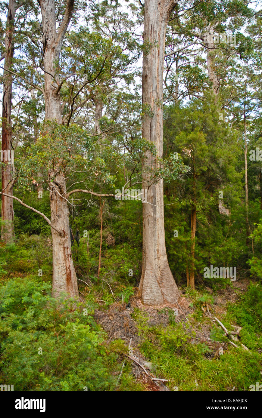 Tingle Trees,Forests,Tingle Tree Top Walk,Southern most tip of ...