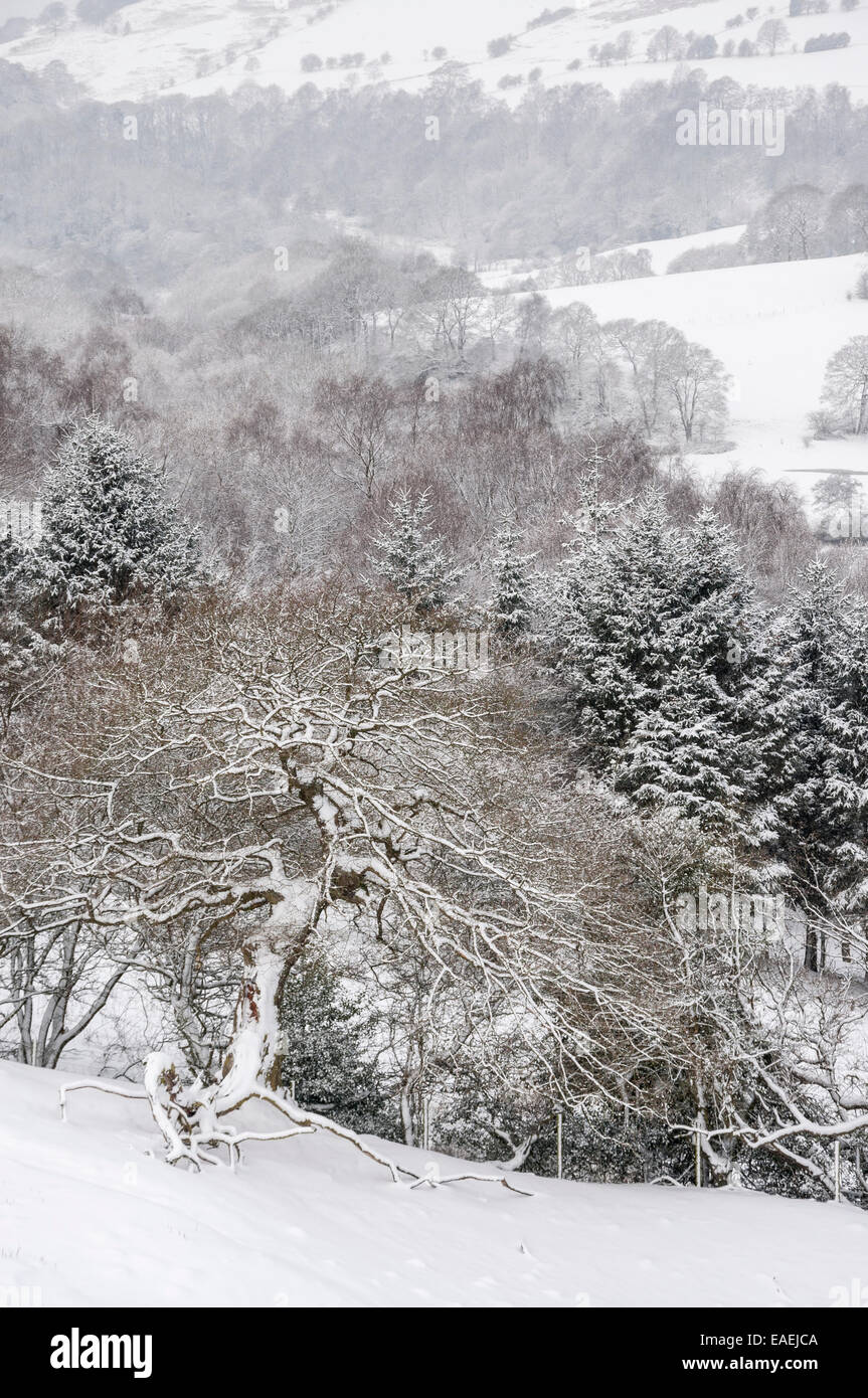 Snowy oak High Resolution Stock Photography and Images - Alamy
