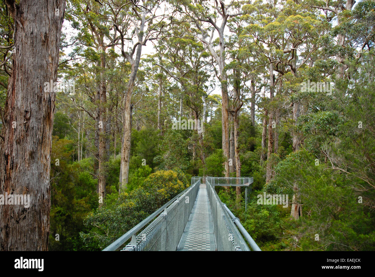 Tingle Trees,Forests,Tingle Tree Top Walk,Southern most tip of ...