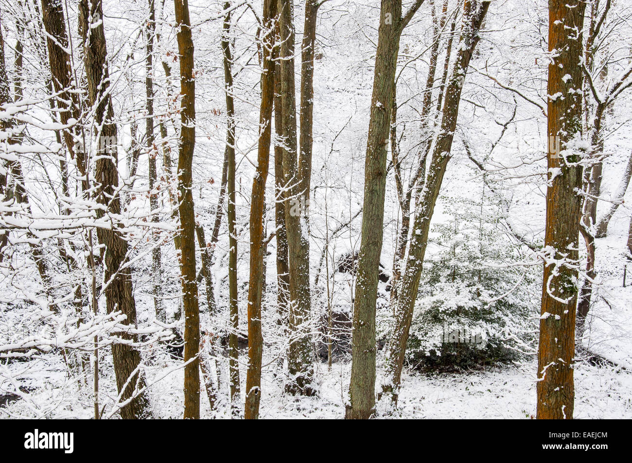 Tree trunks in a snowy English woodland Stock Photo - Alamy