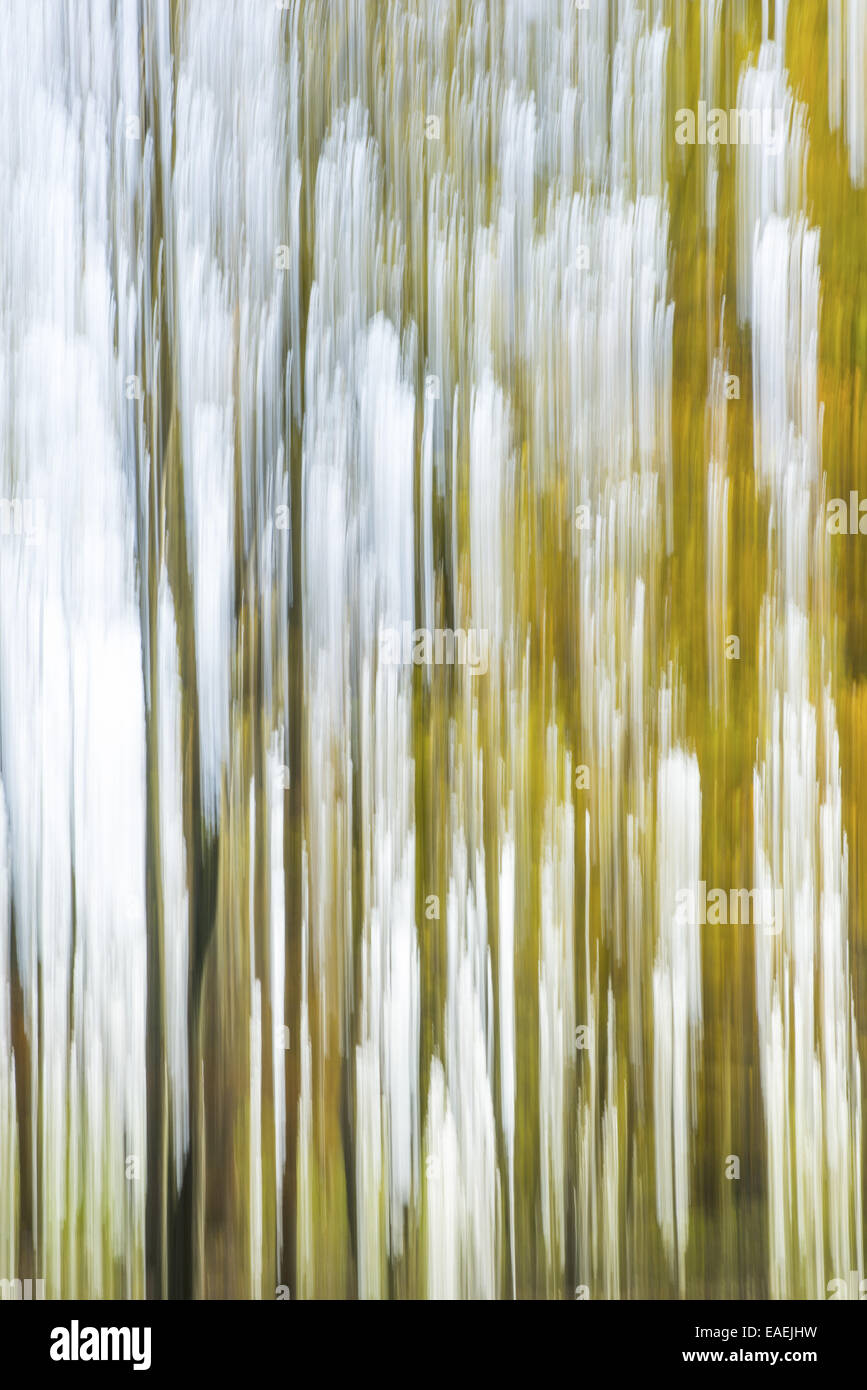 Wienerwald forest, Austria, Vienna, 19. district, Kahlenberg Stock ...