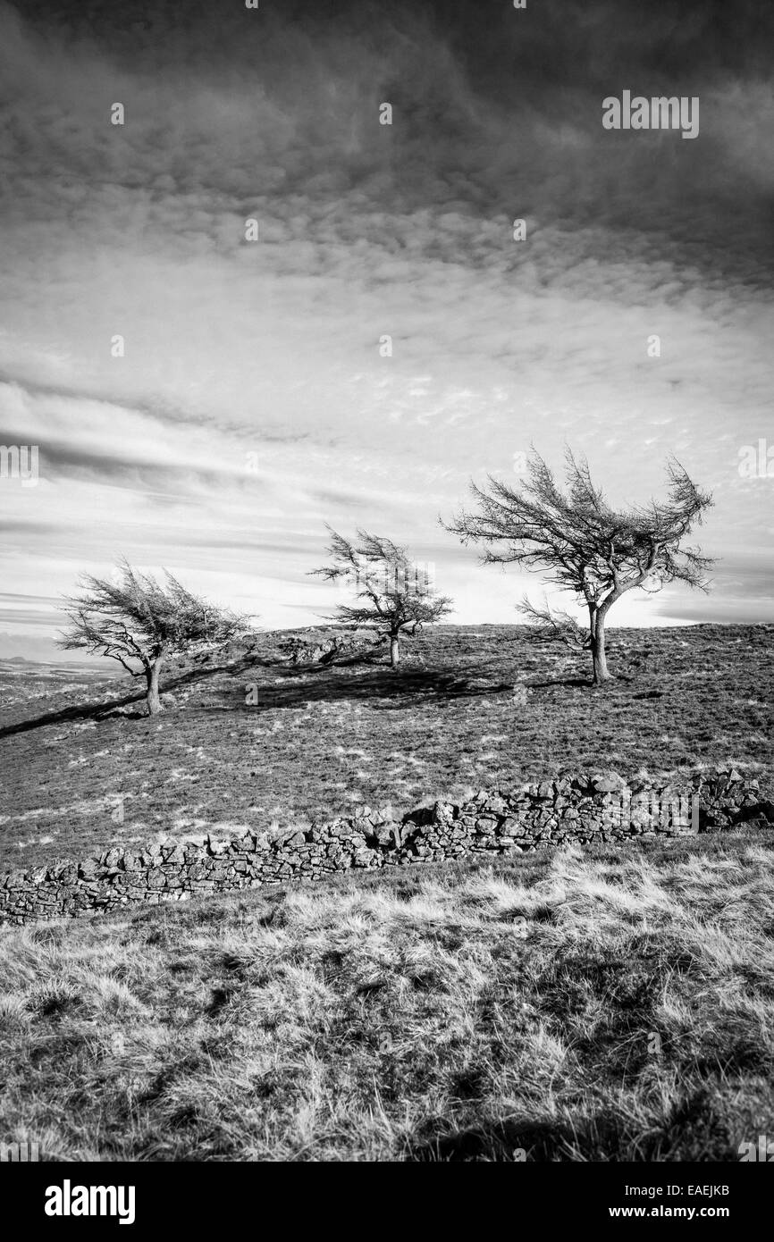 Blasted trees hi-res stock photography and images - Alamy