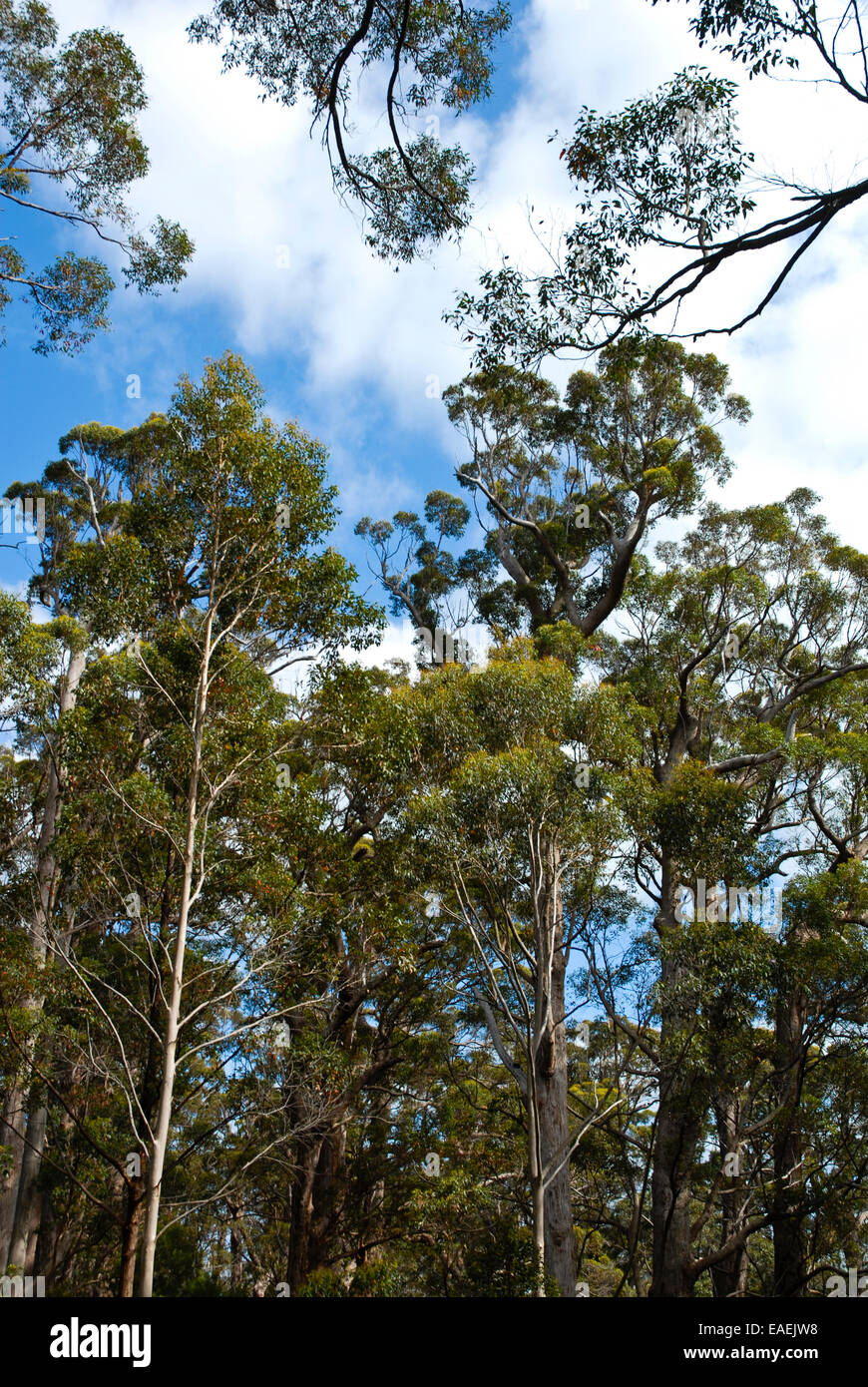 Tingle Trees,Forests,Tingle Tree Top Walk,Southern most tip of ...