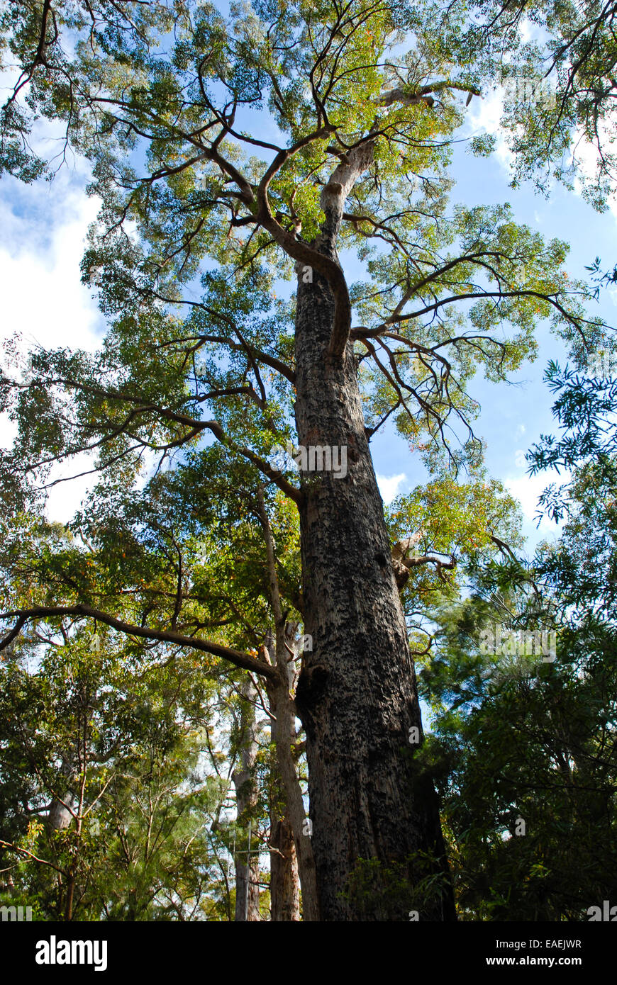 Tingle Trees,Forests,Tingle Tree Top Walk,Southern most tip of ...