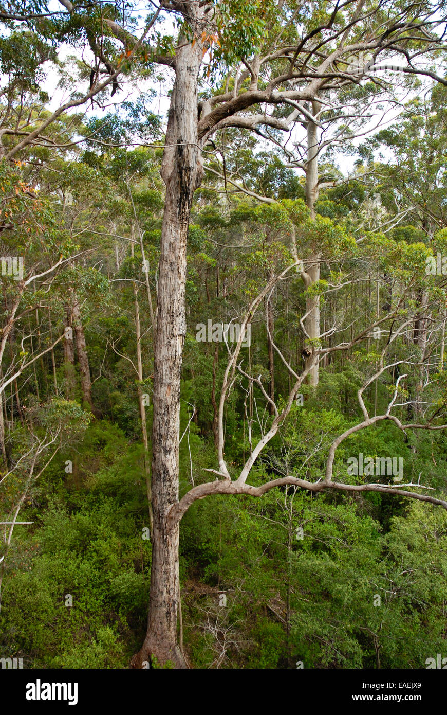 Tingle Trees,Forests,Tingle Tree Top Walk,Southern most tip of ...