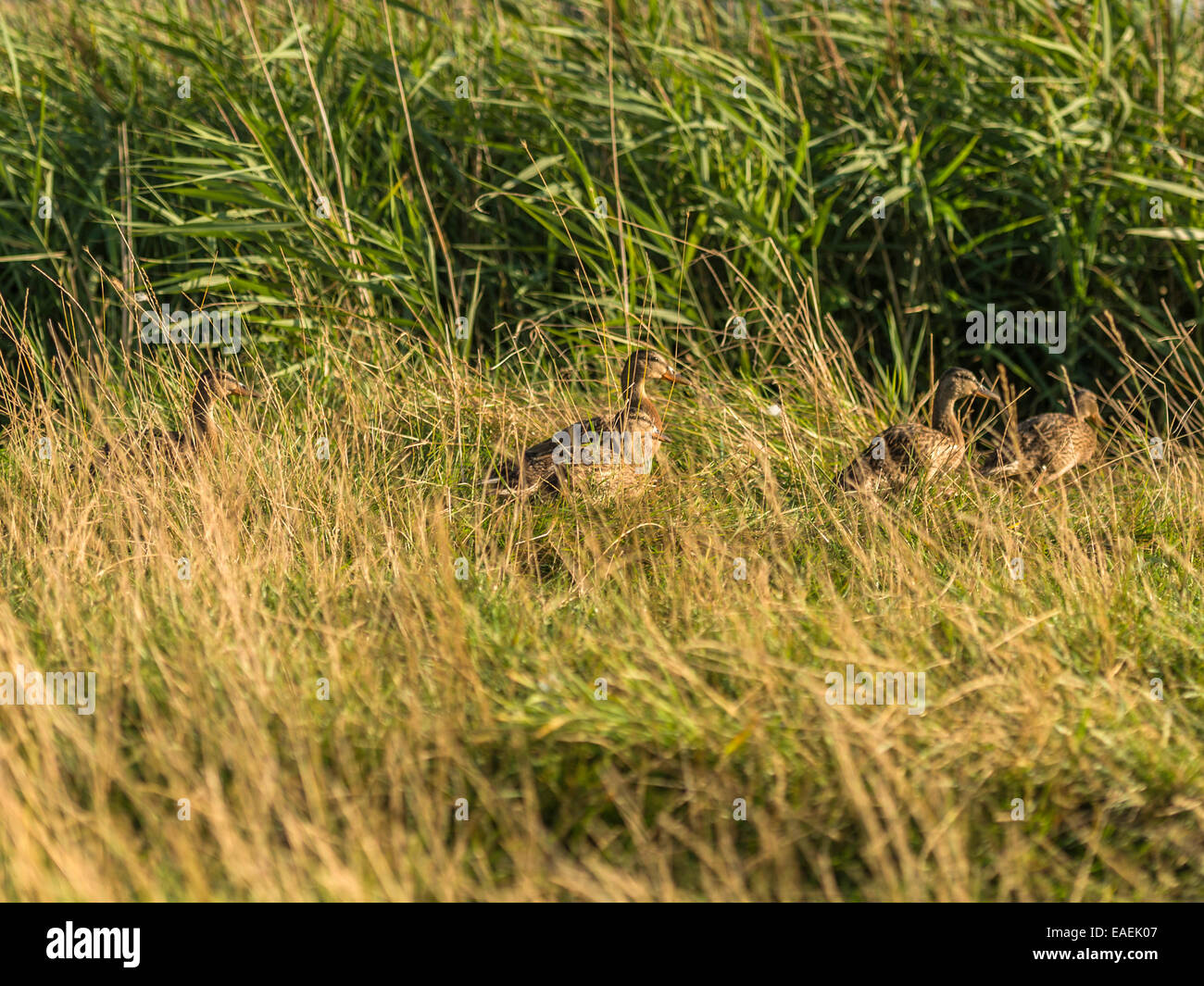 A small group of fledgling mallard make their way across open scrub ...