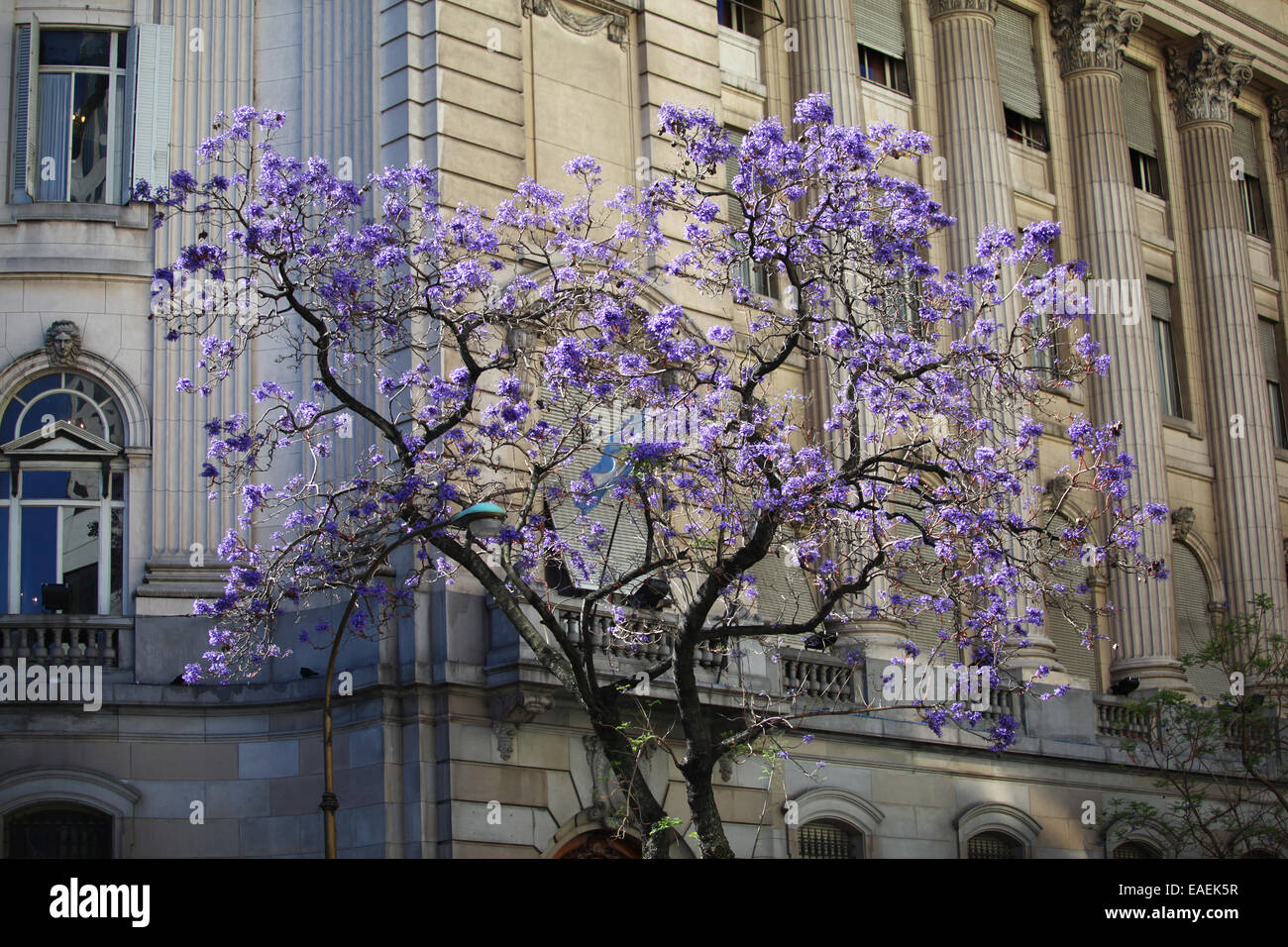 Jacaranda tree argentina hi-res stock photography and images - Alamy