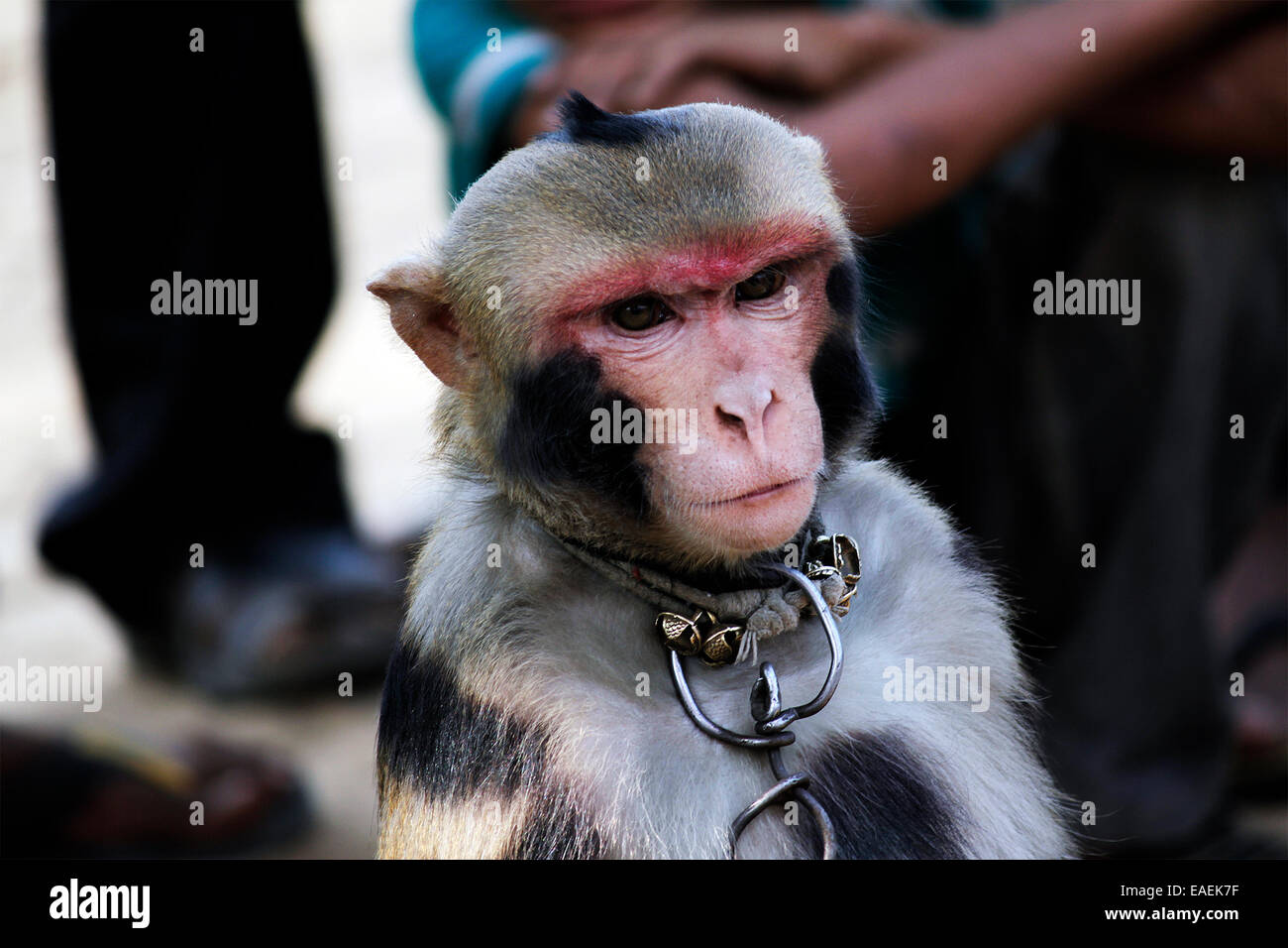 animal, apella, brown, capuchin, cebus, communication, friendly, monkey ...