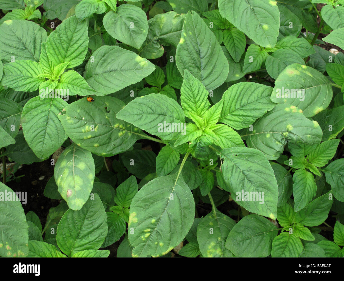 Albugo hi-res stock photography and images - Alamy