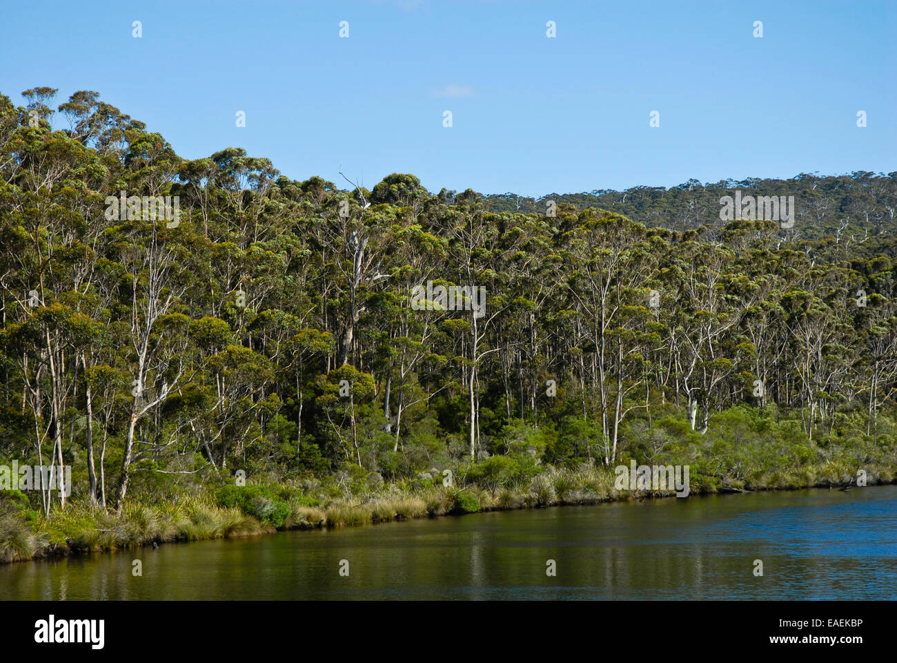 Tingle Trees,Forests,Tingle Tree Top Walk,Southern most tip of ...