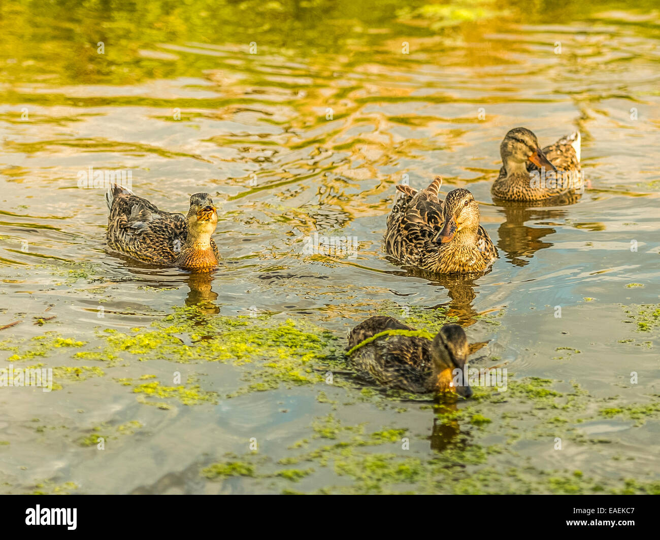 Relaxed Mallard group pose for the camera, feeding on green algae ...