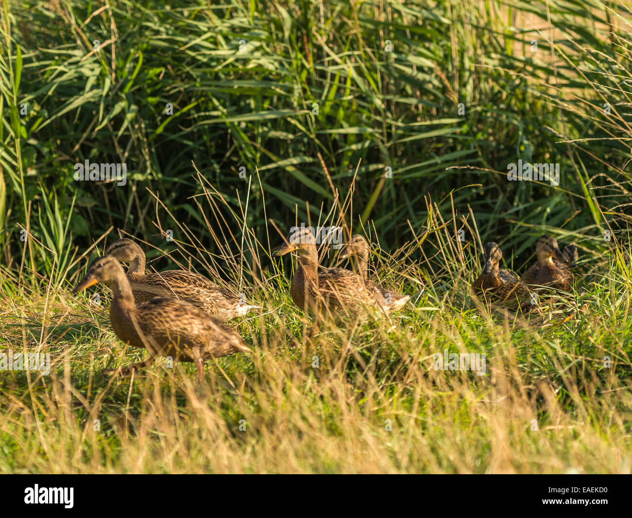 A small group of fledgling mallard make their way across open scrub ...