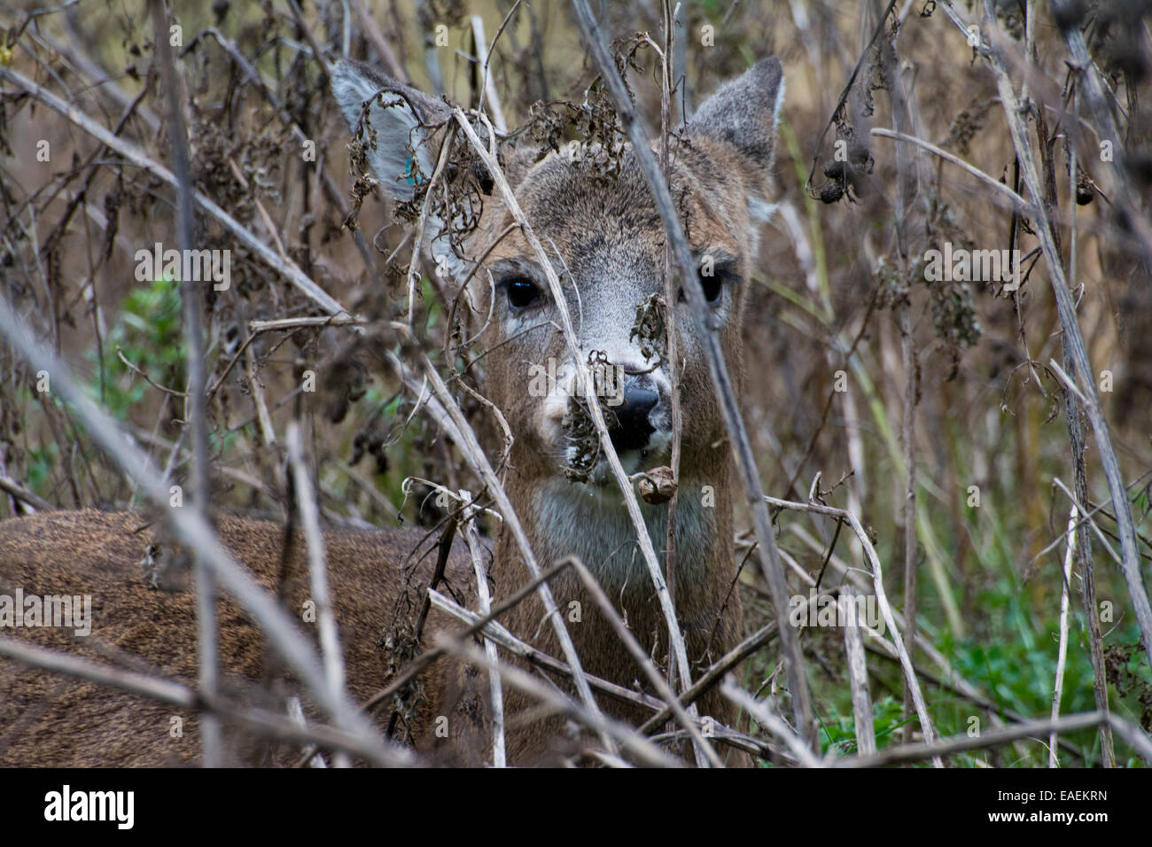 A Whitetail Deer hiding in the brush Stock Photo - Alamy