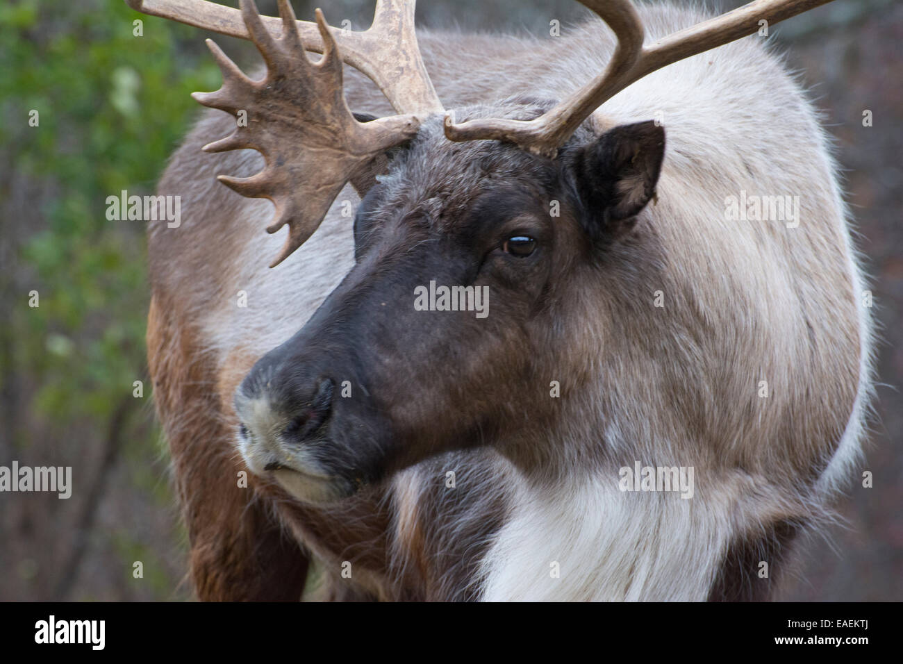 Caribou canada hi-res stock photography and images - Alamy