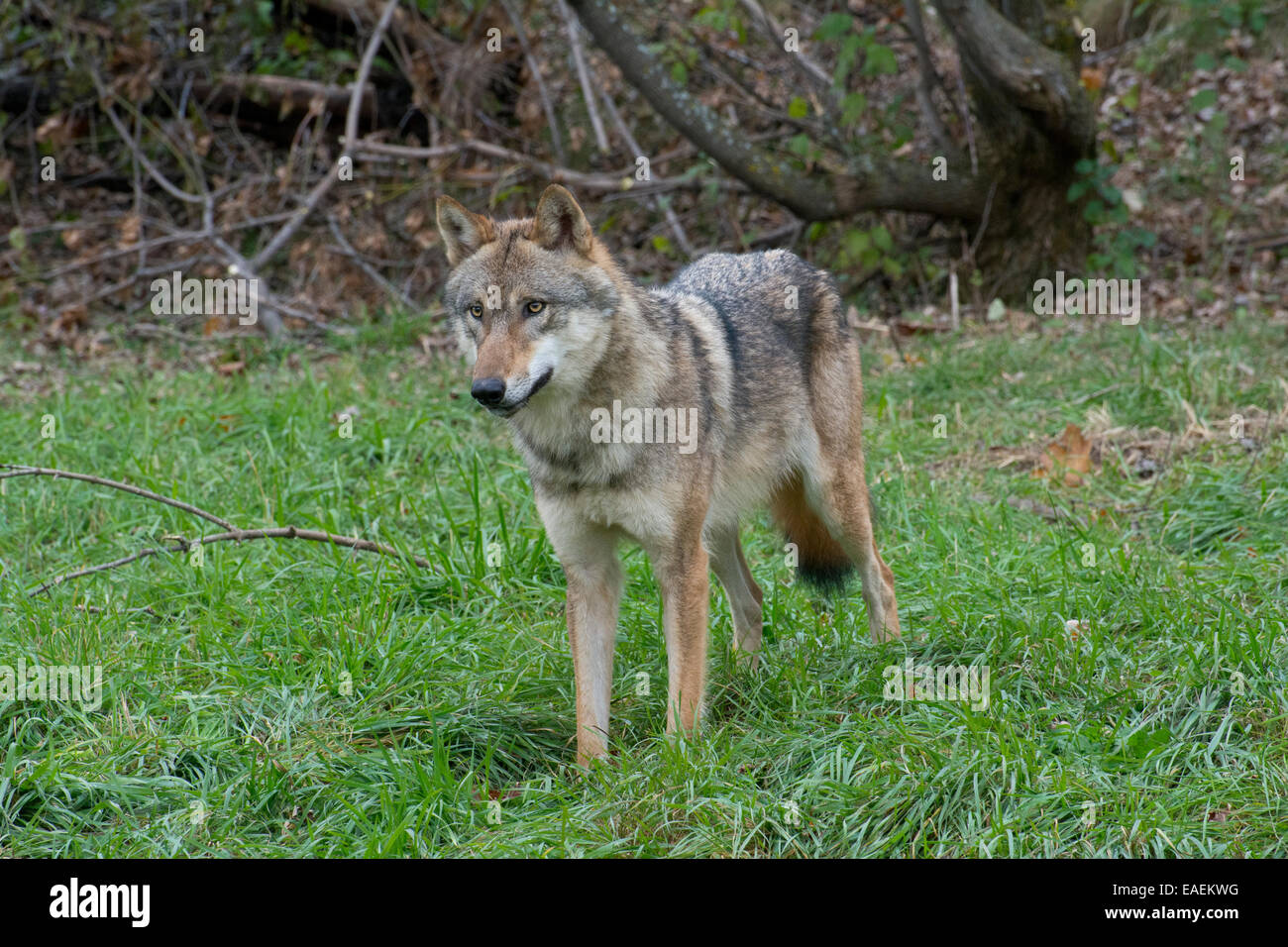 A Timber Wolf Stock Photo - Alamy