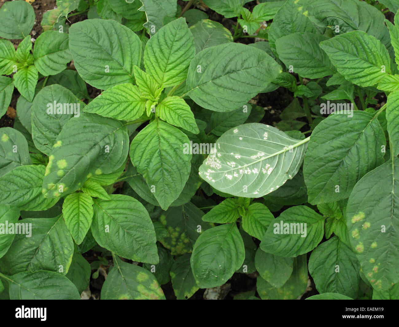 Albugo hi-res stock photography and images - Alamy