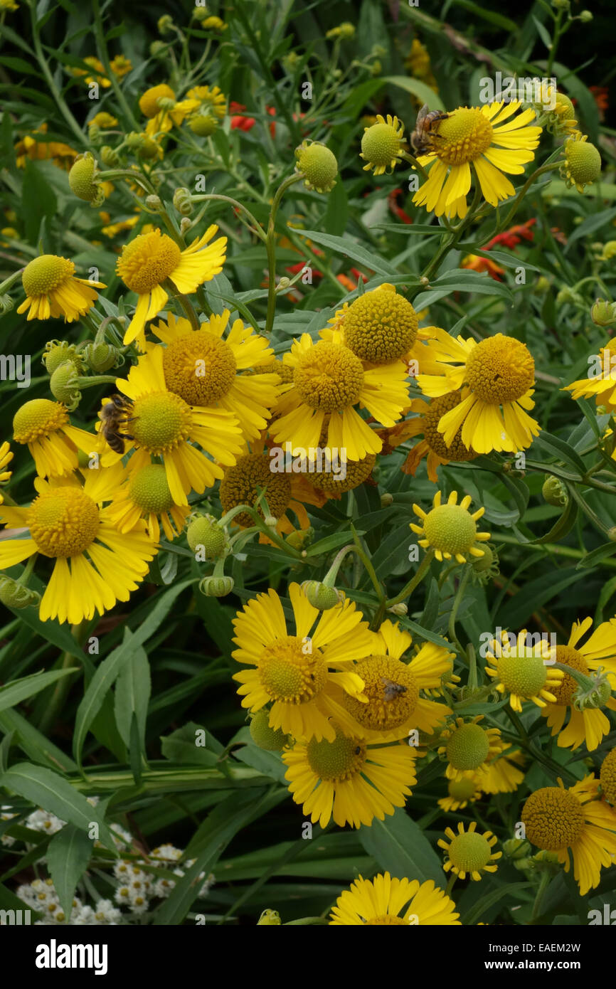 Yellow flowers of Helenium autumnale in a herbaceous garden flower ...