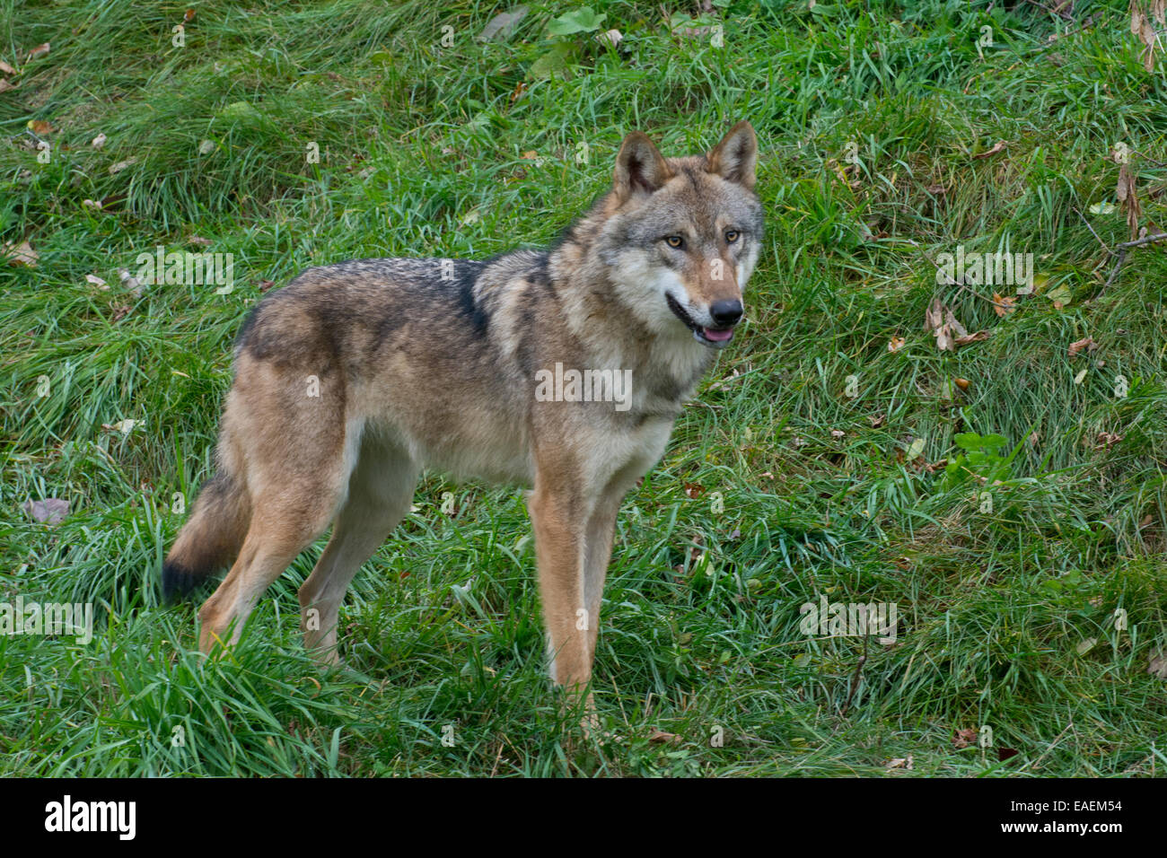 A Timber Wolf Stock Photo - Alamy