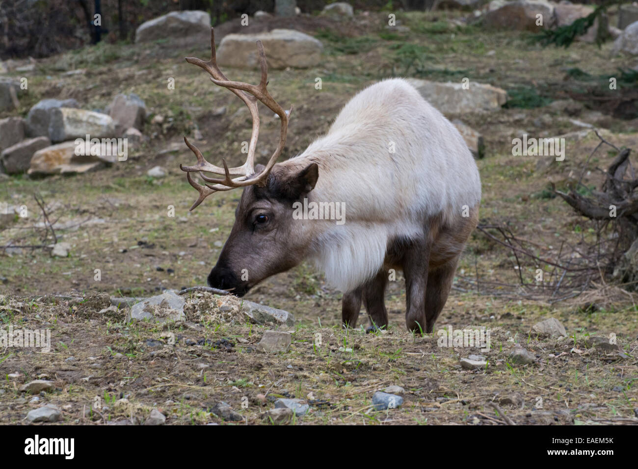 A female Caribou Stock Photo - Alamy