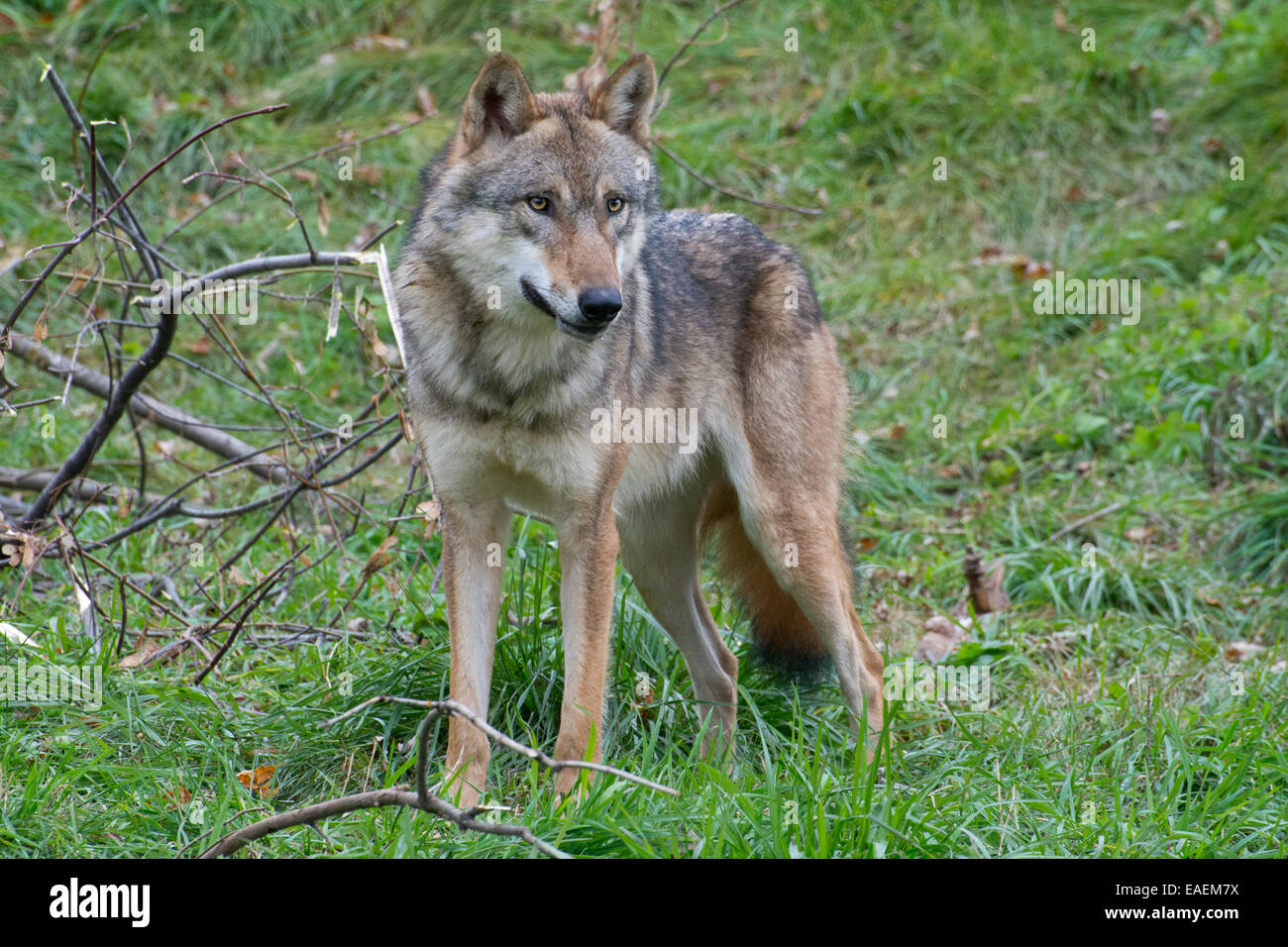 A Timber Wolf Stock Photo - Alamy