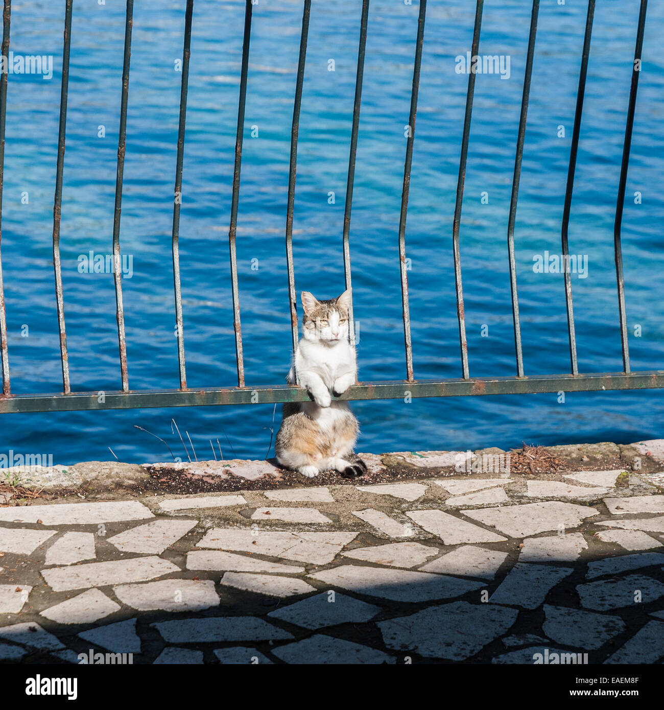 Sunbathing cat hi-res stock photography and images - Alamy