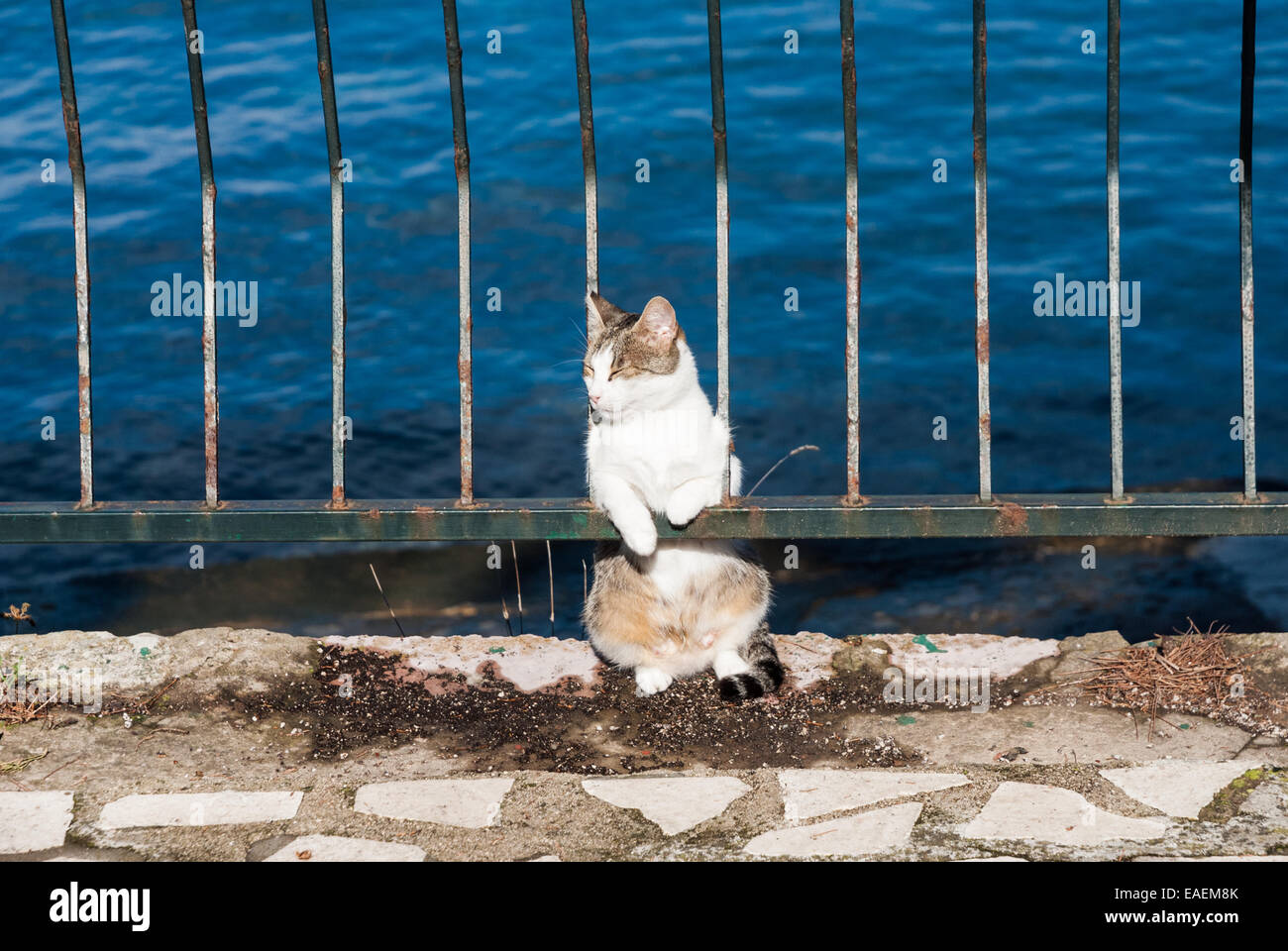 Sunbathing Cat High Resolution Stock Photography and Images - Alamy
