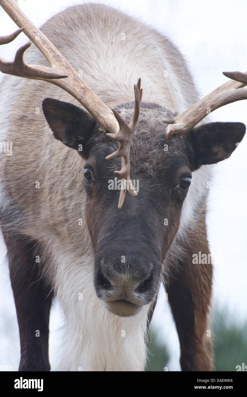 Close-up of a male Caribou Stock Photo - Alamy