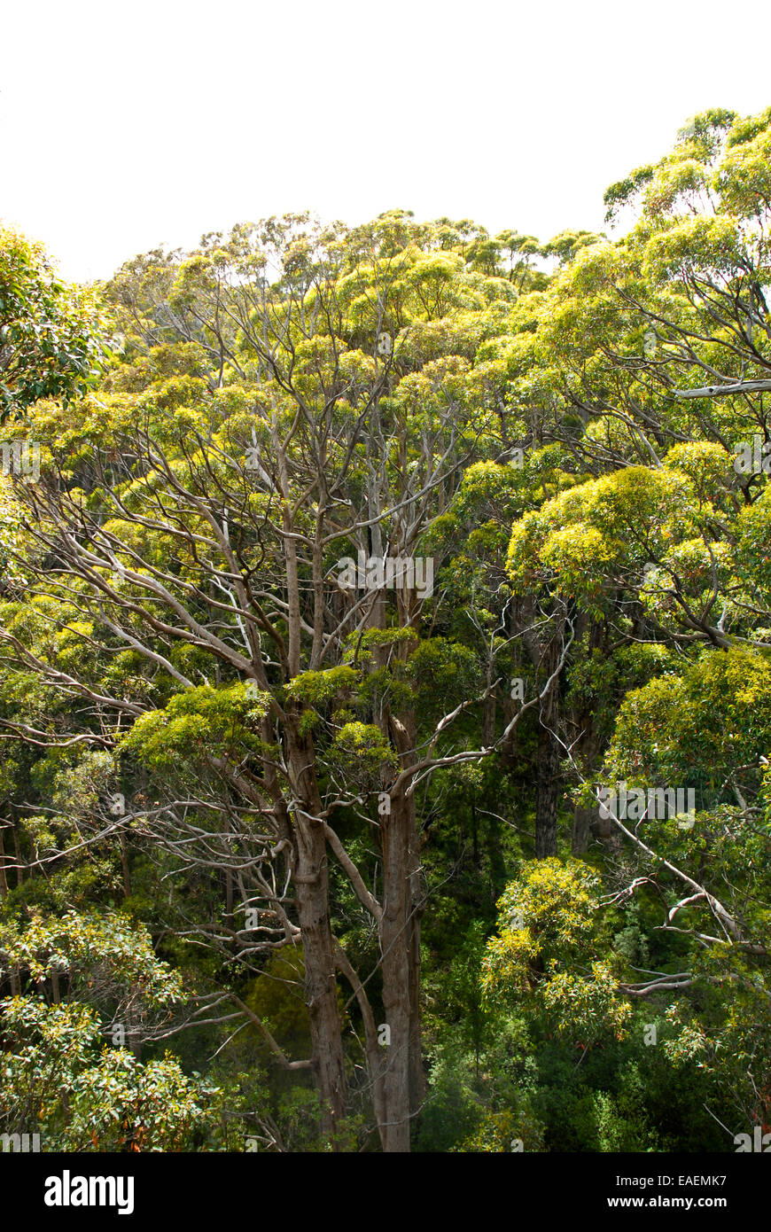 Tingle Trees,Forests,Tingle Tree Top Walk,Southern most tip of ...