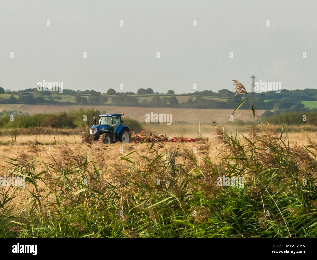 Autumn Harvest,country scene depicting a reed bank in foreground and ...