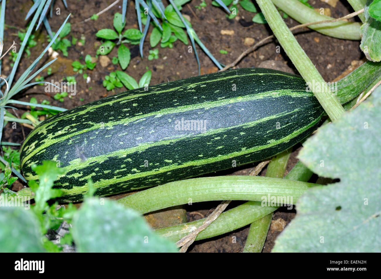 Close-up of Marrow growing on plant in garden Stock Photo - Alamy