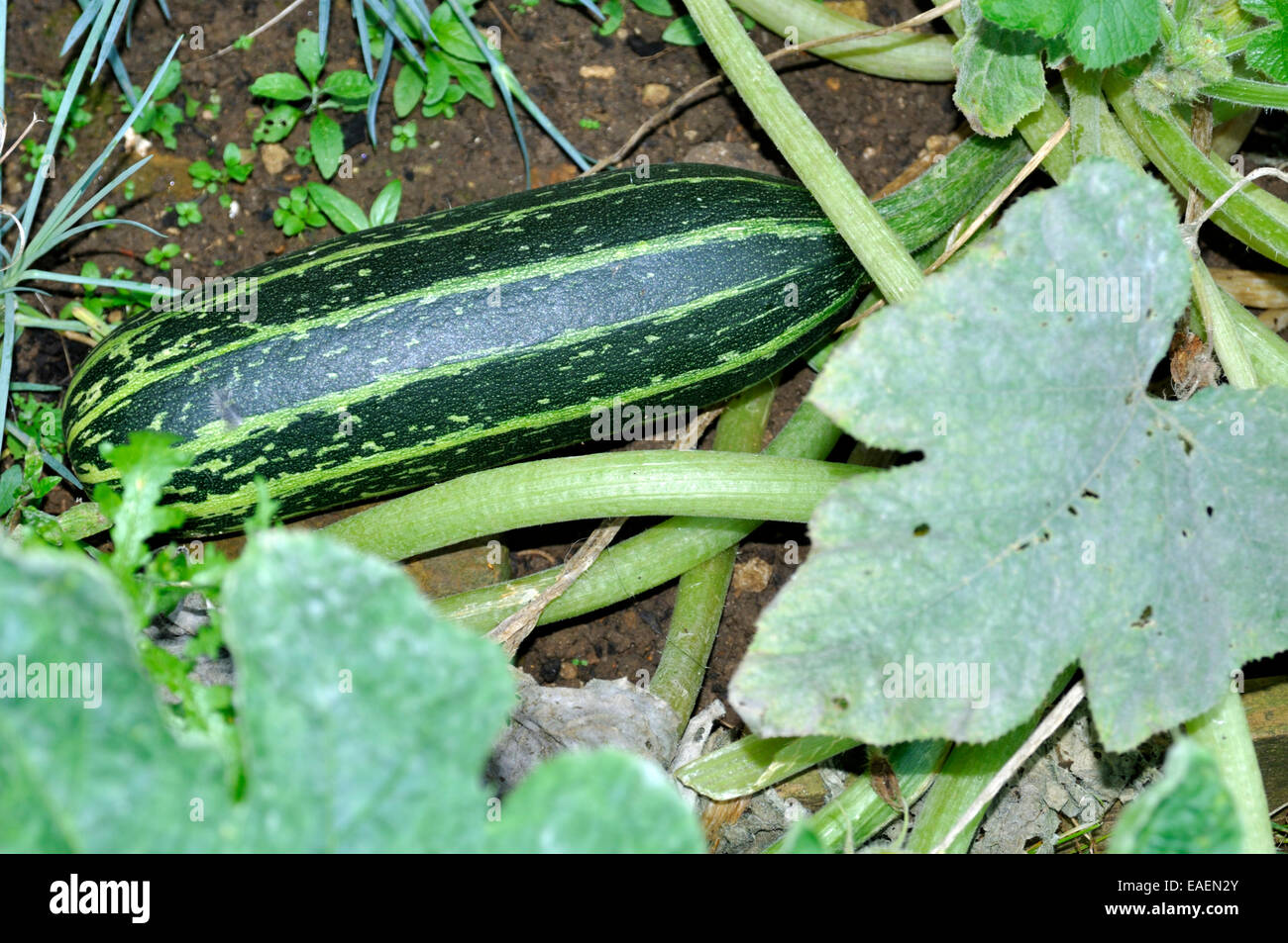 Close-up of Marrow growing on plant in garden Stock Photo - Alamy