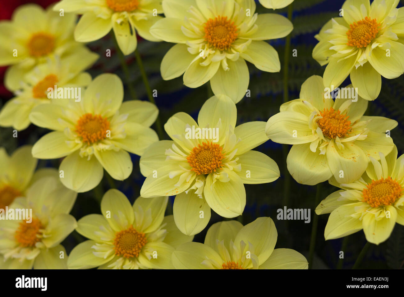 Display delicate patterns hi-res stock photography and images - Alamy